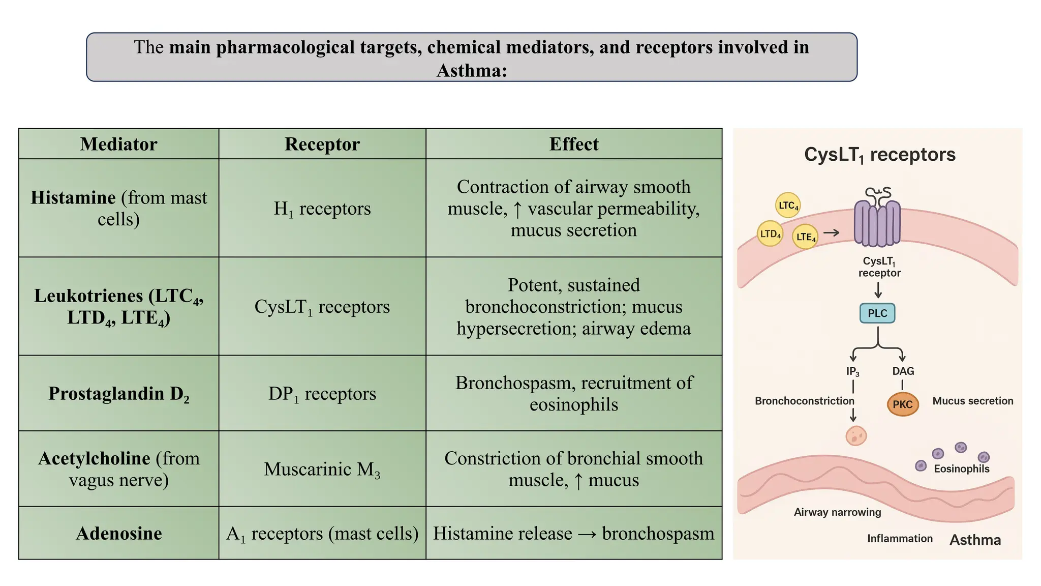 ASTHAMA AND ITS PHARMACOLOGICAL TREATMENT.pptx