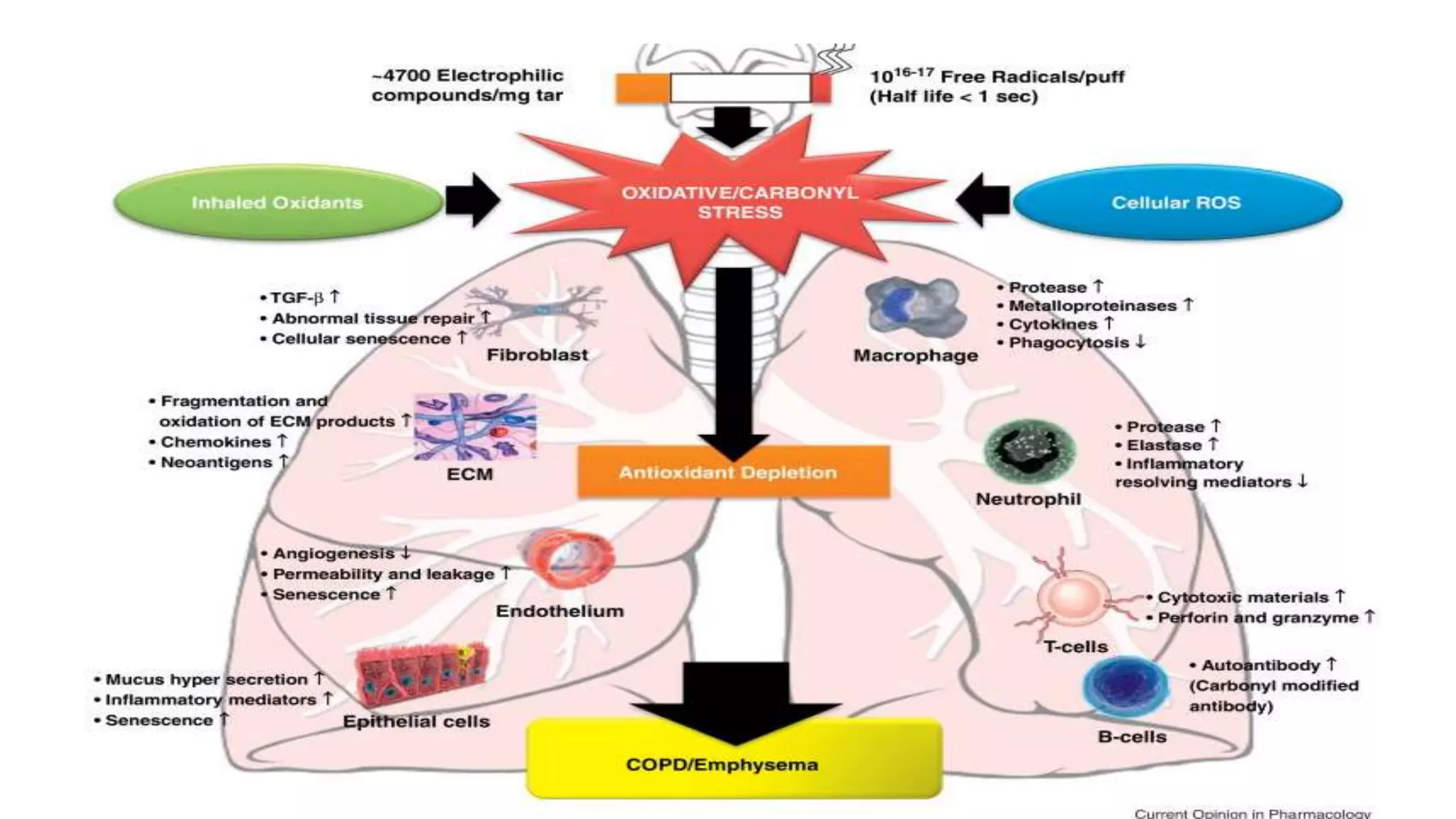 pathophysiology of asthma and COPD | PPTX