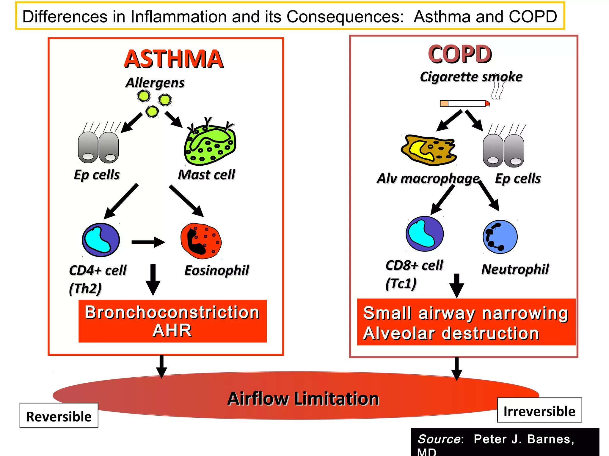 Asthma copd | PPT