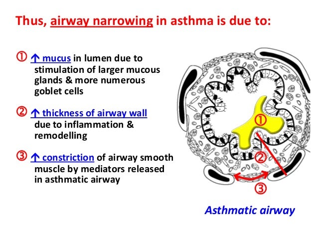 Mucus From Asthma