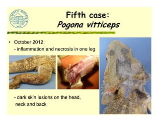 Ranavirus associated dermatitus in lizards | PPT