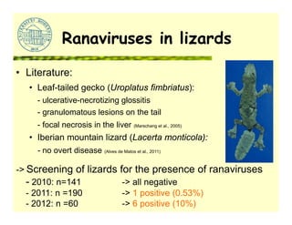 Ranavirus associated dermatitus in lizards | PPT