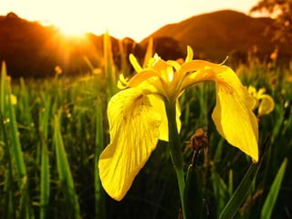 Astonishing Examples Of Sunlight Photography | PPT