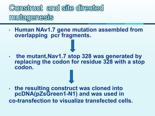 A stop codon mutation in scn9a causes lack of pain sensation | PPT