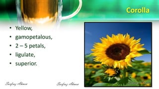 Angiosperm family Lecture Astraceae | PPT