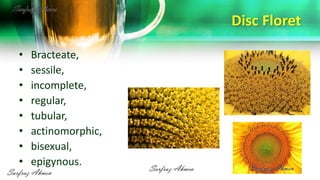 Angiosperm family Lecture Astraceae | PPT