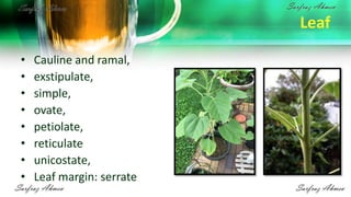 Angiosperm family Lecture Astraceae | PPT