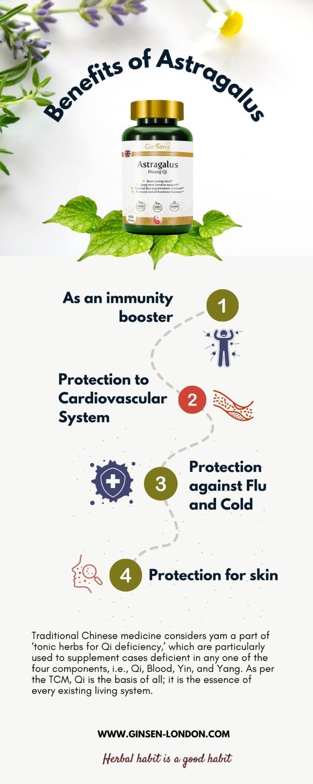 Astragalus (Huang Qi) | PDF