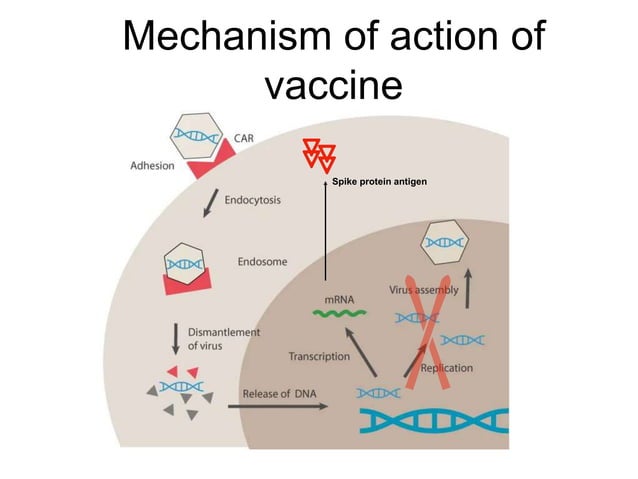 Astrazeneca:covishield prodT.uction various molecular mechanisms, usage ...