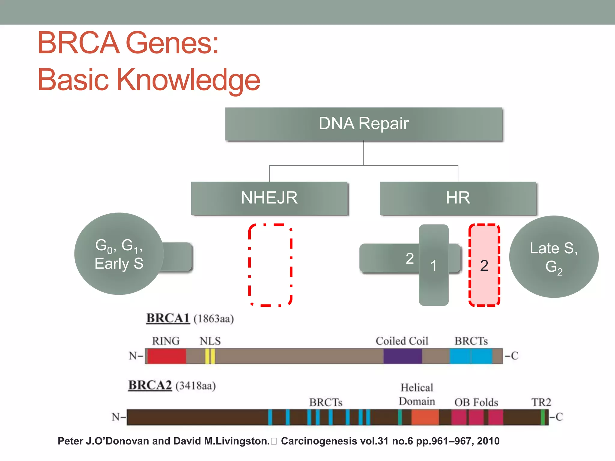 Breast Cancer: A focus on BRCA Mutations. | PPTX