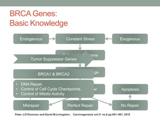 Breast Cancer: A focus on BRCA Mutations. | PPTX