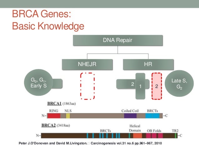 Breast Cancer: A focus on BRCA Mutations.