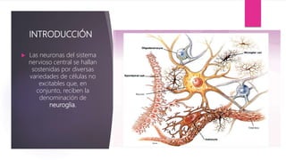 Astrocitos Protoplásmicos
