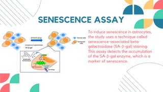 Astrocyte senescence promotes glutamate toxicity in cortical neurons | PPT