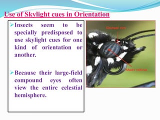 Astronavigation in Insects | PPTX