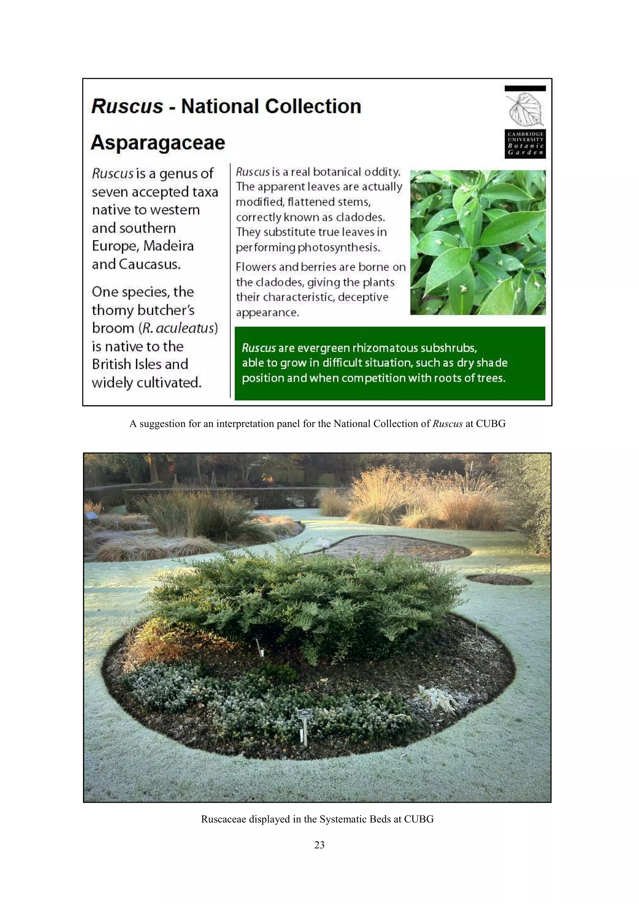 A study on the genus Ruscus and its horticultural value | PDF