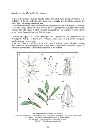 A study on the genus Ruscus and its horticultural value | PDF ...