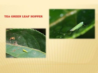 A Study On The Tea Pest And Diseases Of Tea Plants In Some Parts Of ...