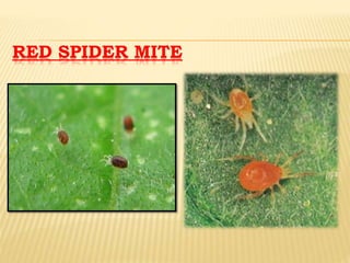 A Study On The Tea Pest And Diseases Of Tea Plants In Some Parts Of ...