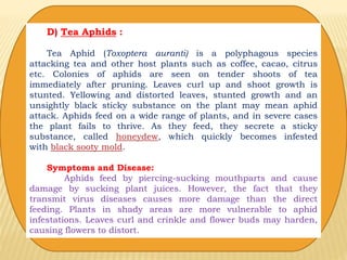 A Study On The Tea Pest And Diseases Of Tea Plants In Some Parts Of ...