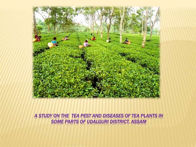 A Study On The Tea Pest And Diseases Of Tea Plants In Some Parts Of ...
