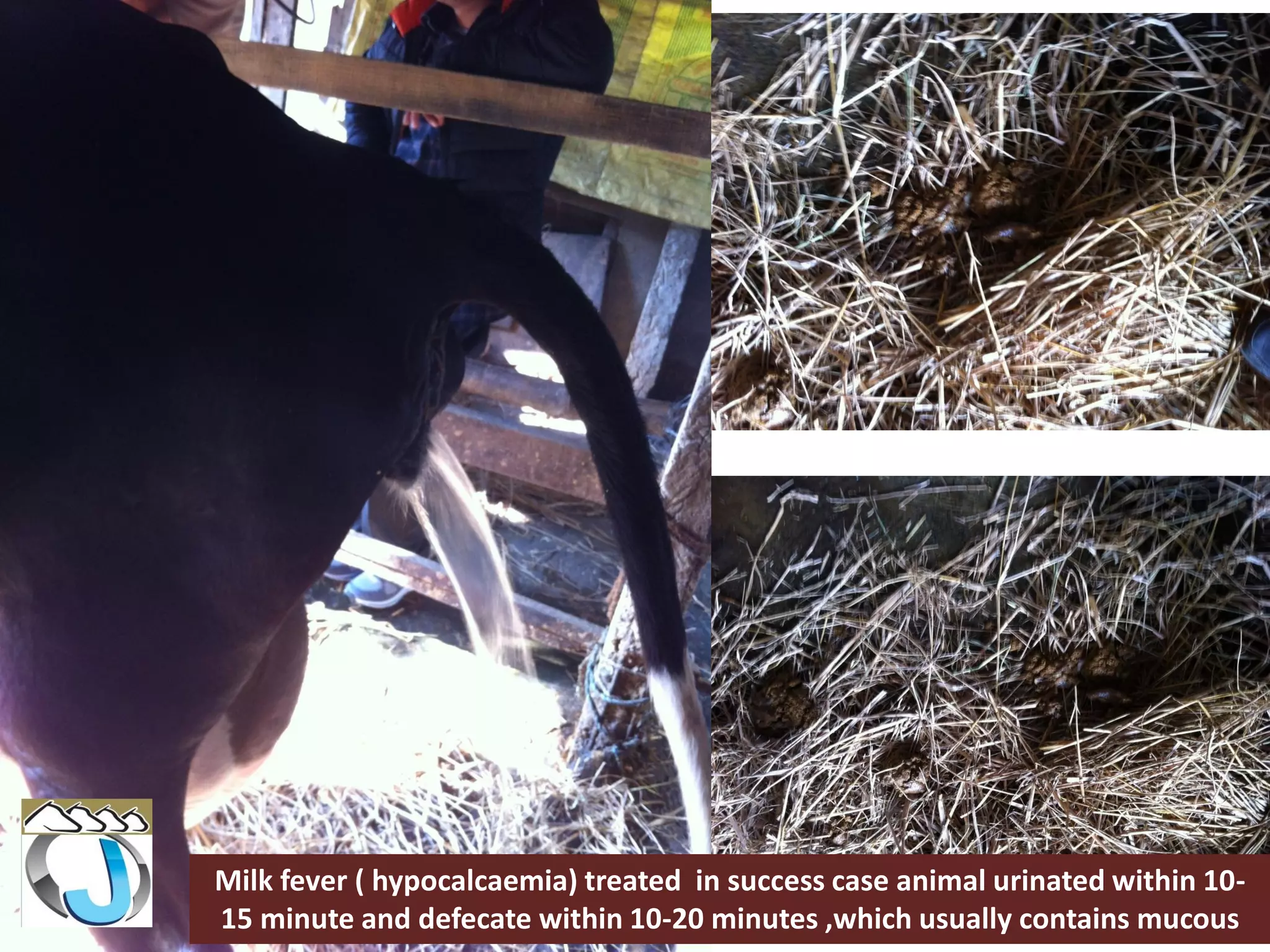 A success field case of milk fever in cow-Dr.Jibachha Sah | PDF