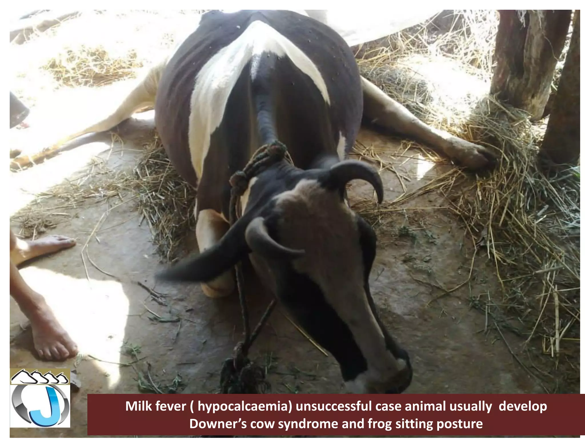 A success field case of milk fever in cow-Dr.Jibachha Sah | PDF