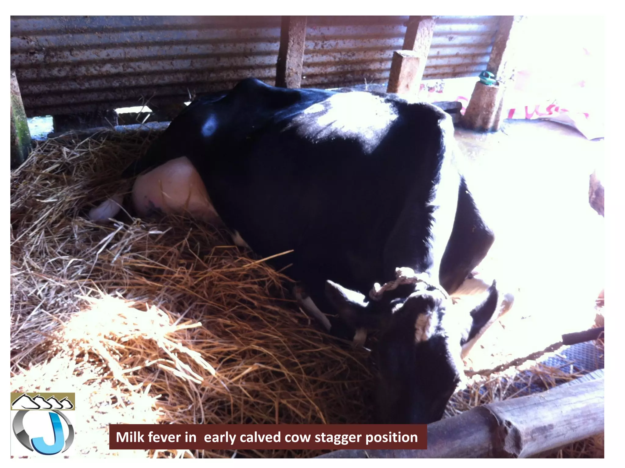 A success field case of milk fever in cow-Dr.Jibachha Sah | PDF ...