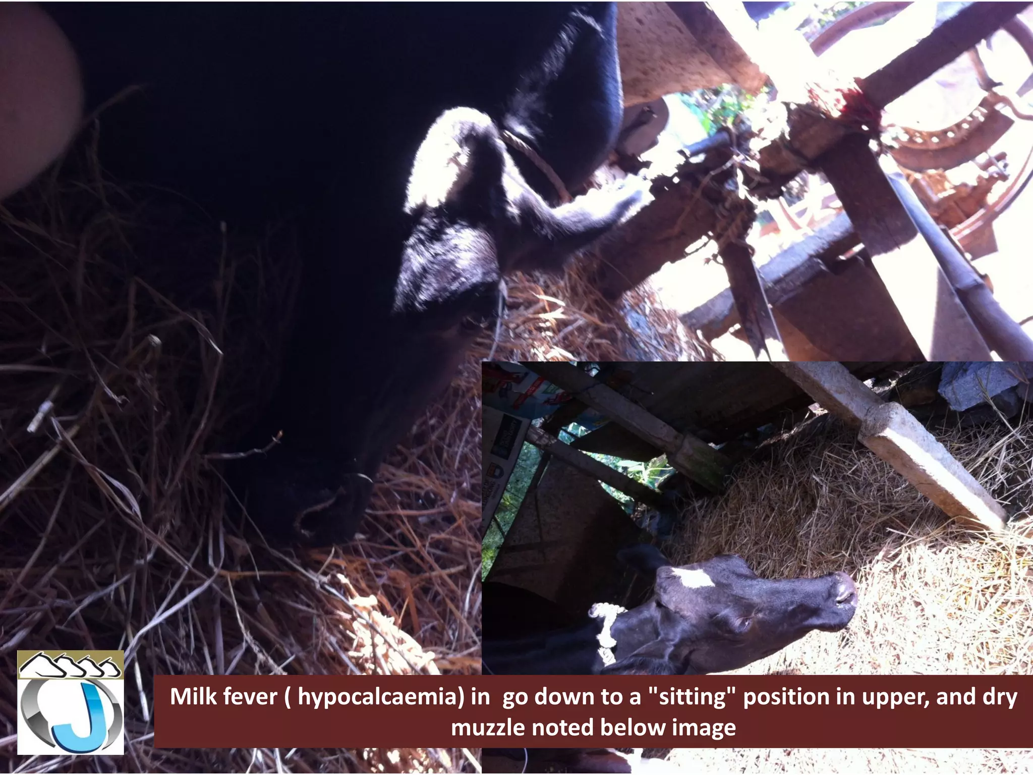 A success field case of milk fever in cow-Dr.Jibachha Sah | PDF