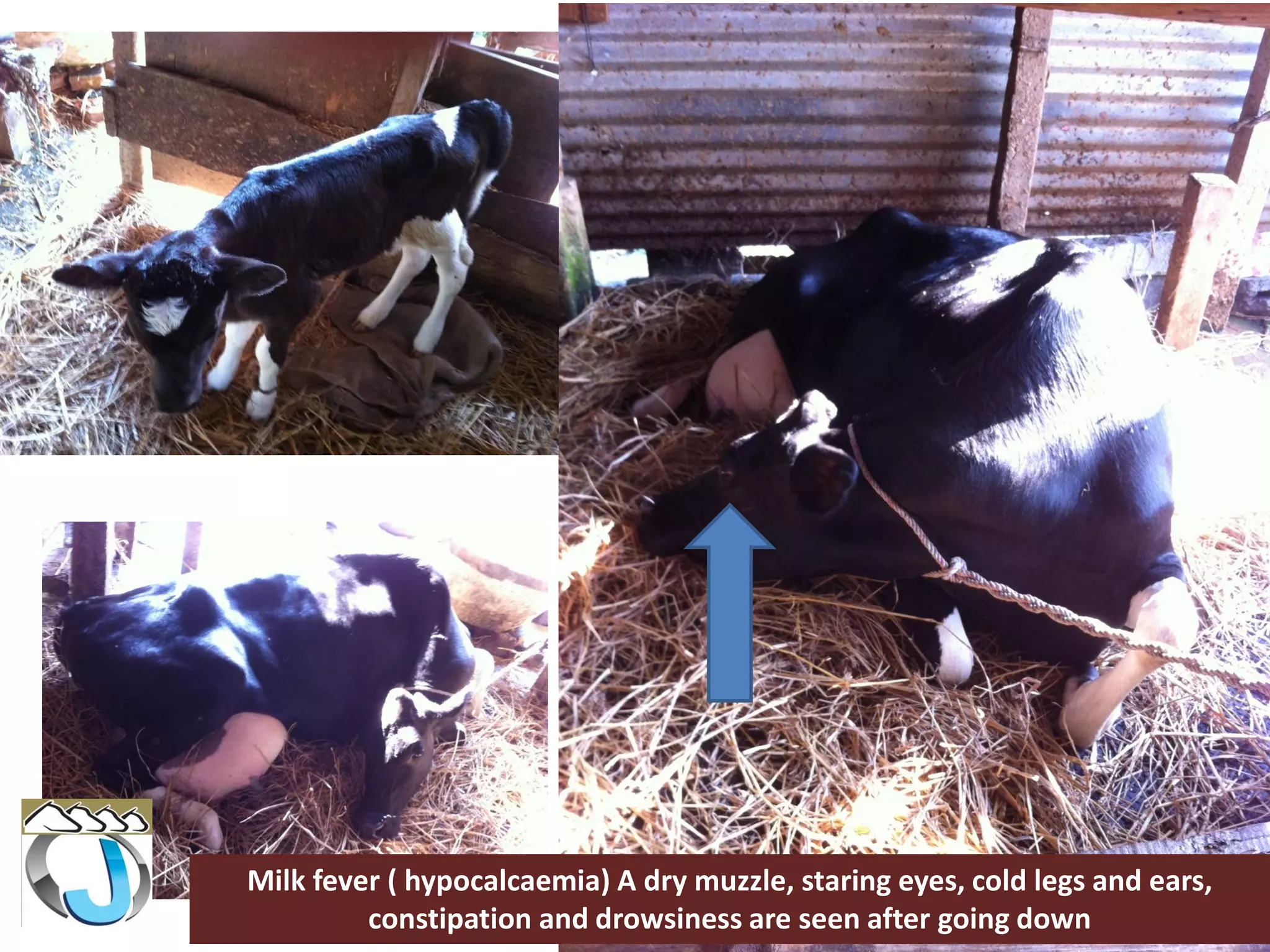 A success field case of milk fever in cow-Dr.Jibachha Sah | PPT