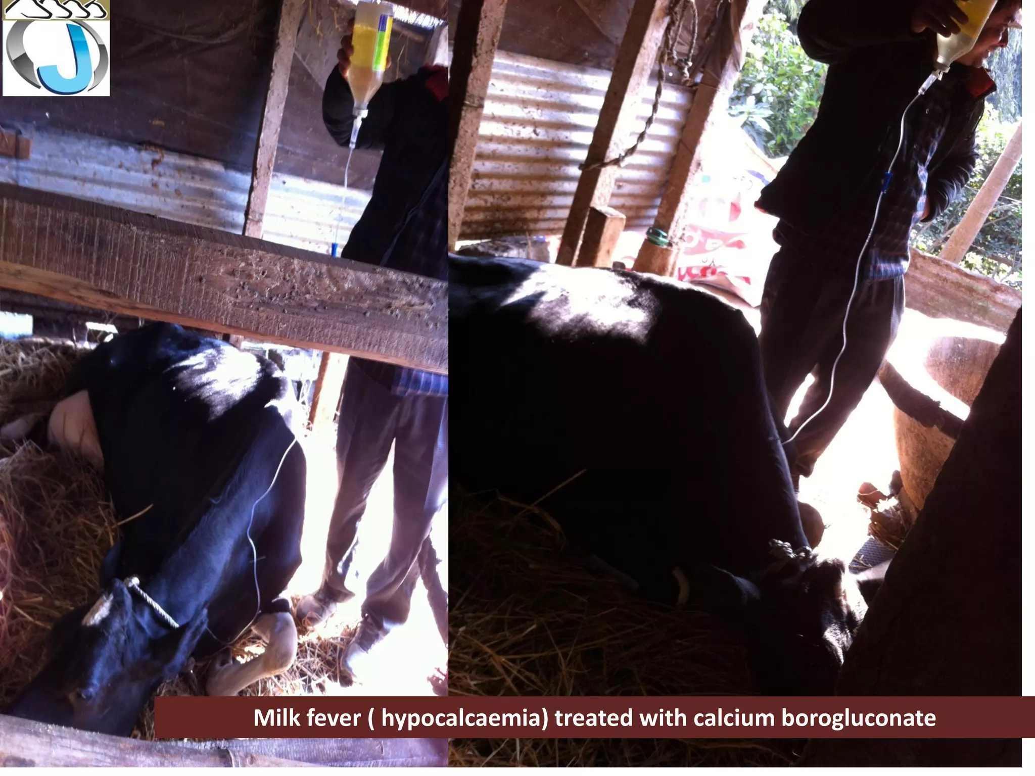 A success field case of milk fever in cow-Dr.Jibachha Sah | PPT