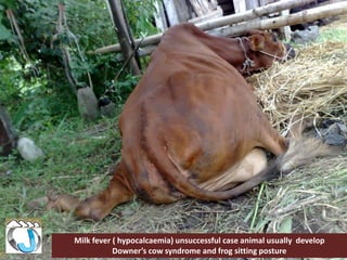 A success field case of milk fever in cow-Dr.Jibachha Sah | PDF ...