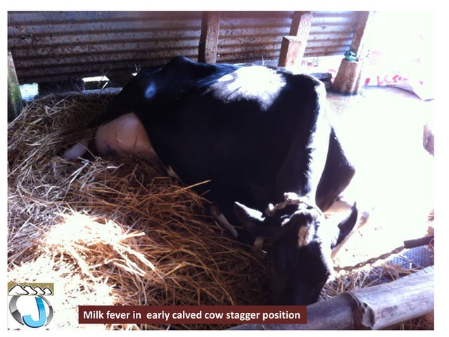 A success field case of milk fever in cow-Dr.Jibachha Sah | PPT