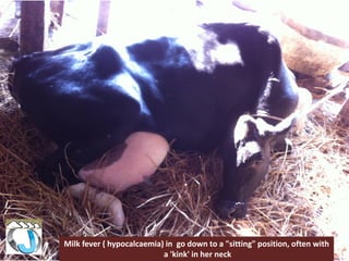 A success field case of milk fever in cow-Dr.Jibachha Sah | PDF ...