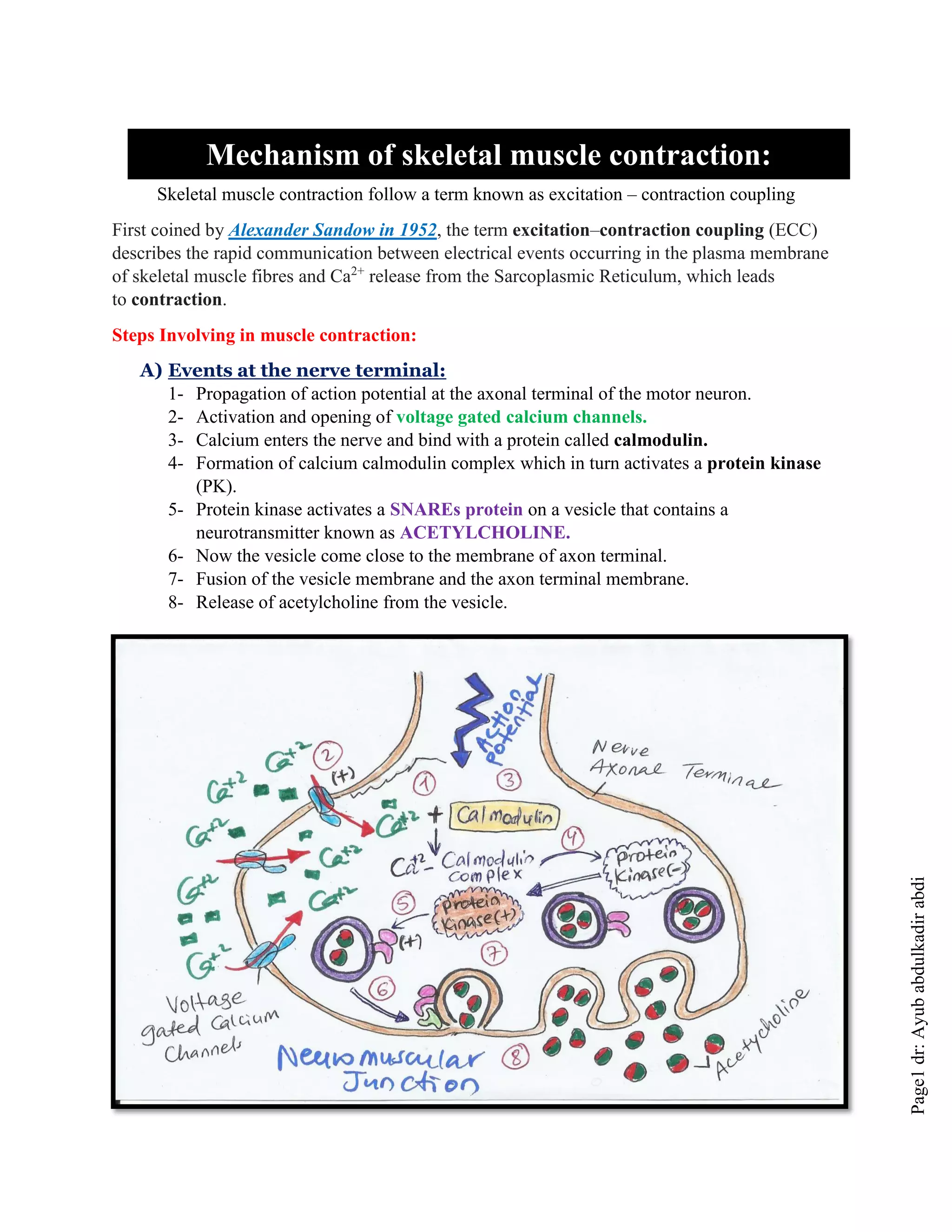 A summary of skeletal muscle contraction and relaxation.pdf