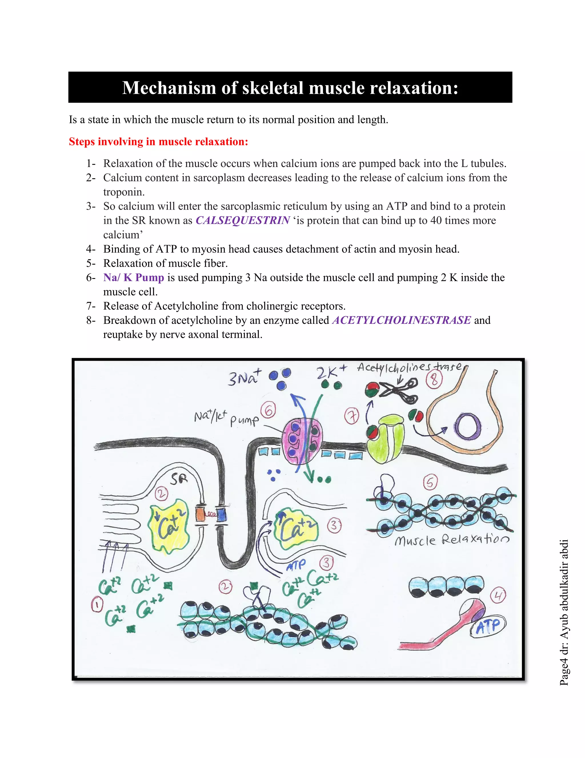 A summary of skeletal muscle contraction and relaxation.pdf