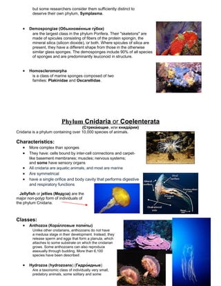 Kingdom Animalia Phylum Cnidaria