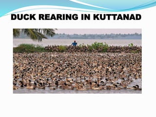 "OCCUPATION OF KUTTANAD" | PPT
