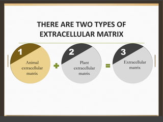 Extracellular matrix | PPTX