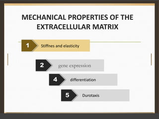 Extracellular matrix | PPTX