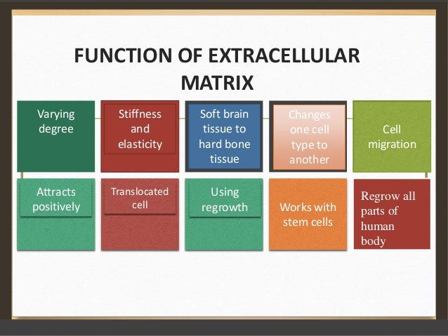 Extracellular matrix