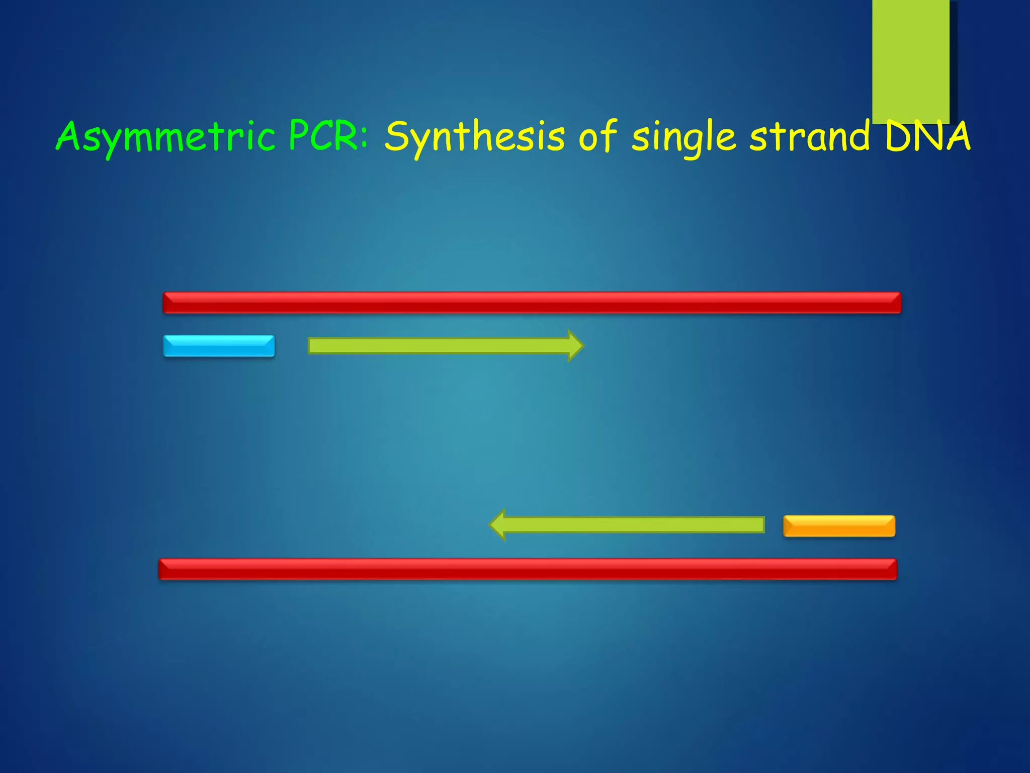 Asymetric -PCR | PPT