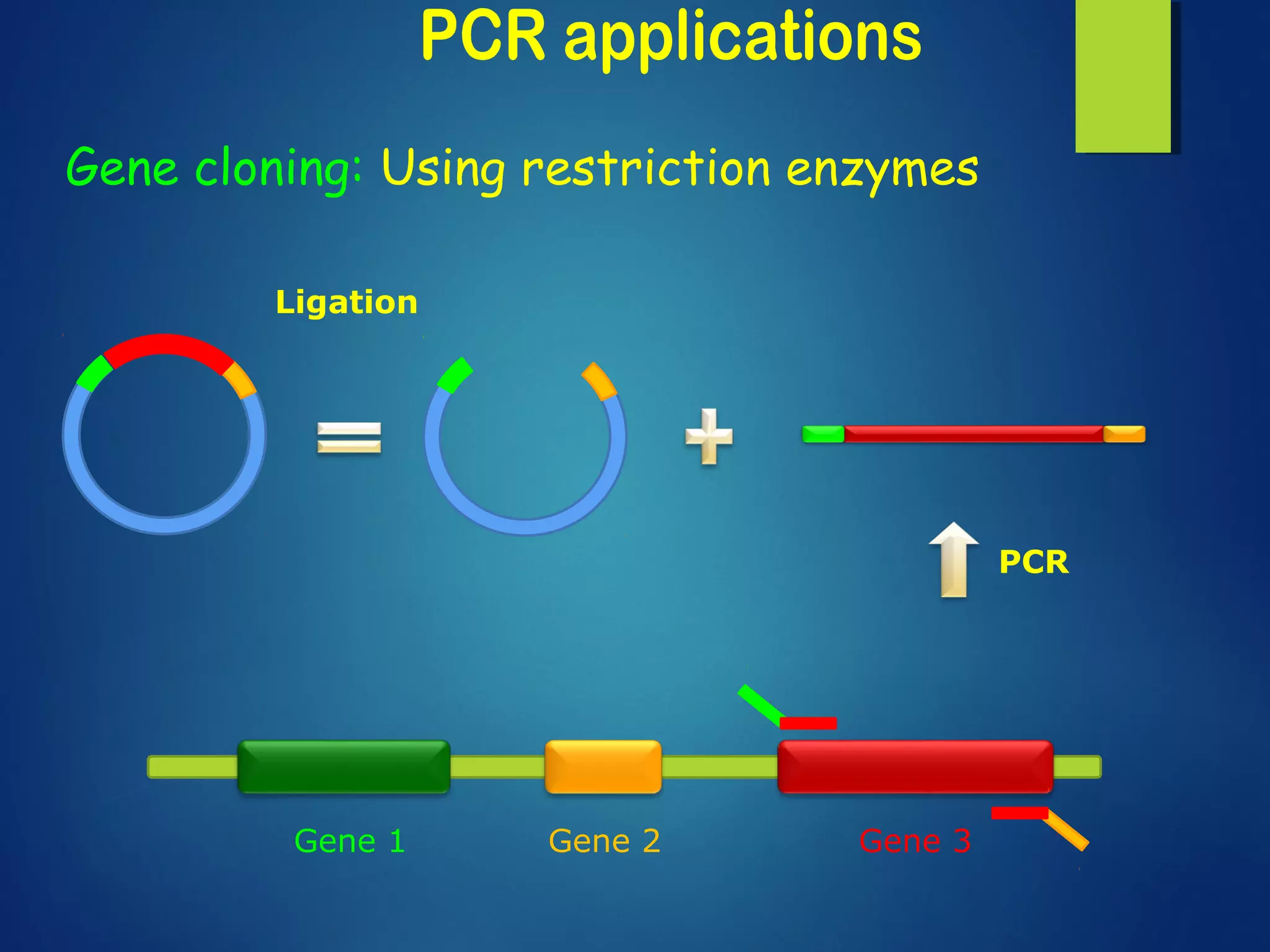 Asymetric -PCR | PPT