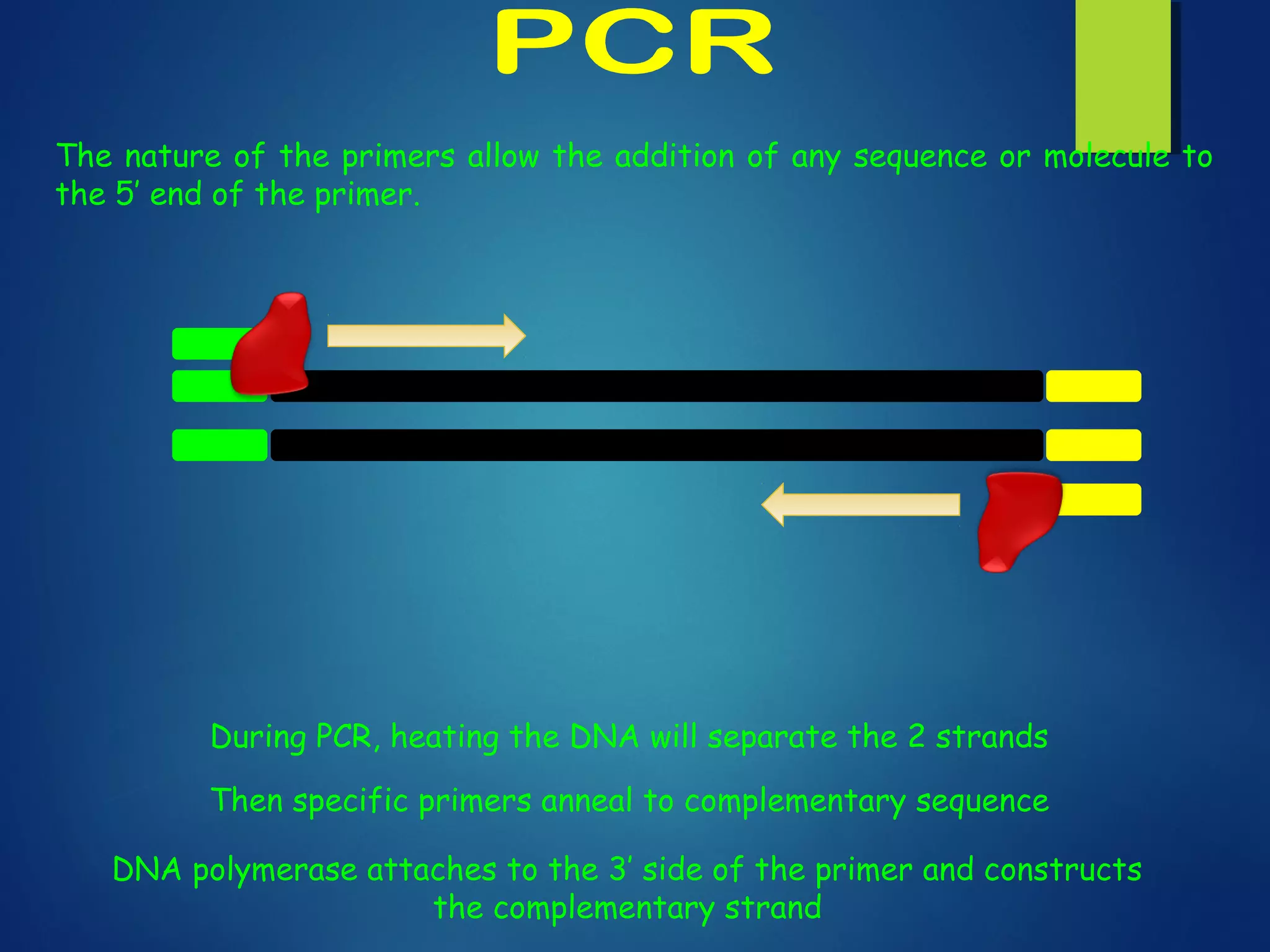 Asymetric -PCR | PPT