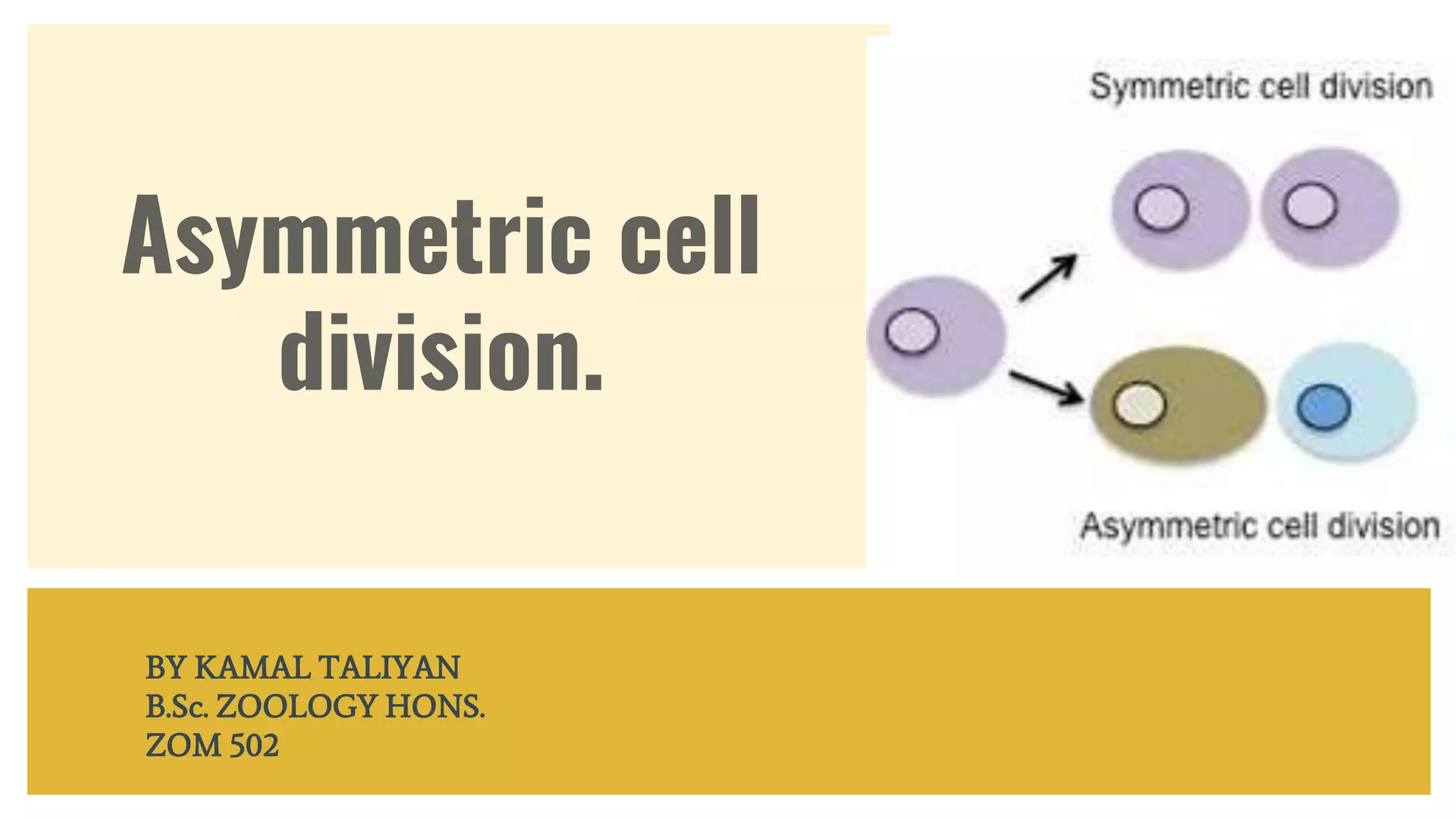 Asymmetric cell division. | PPTX
