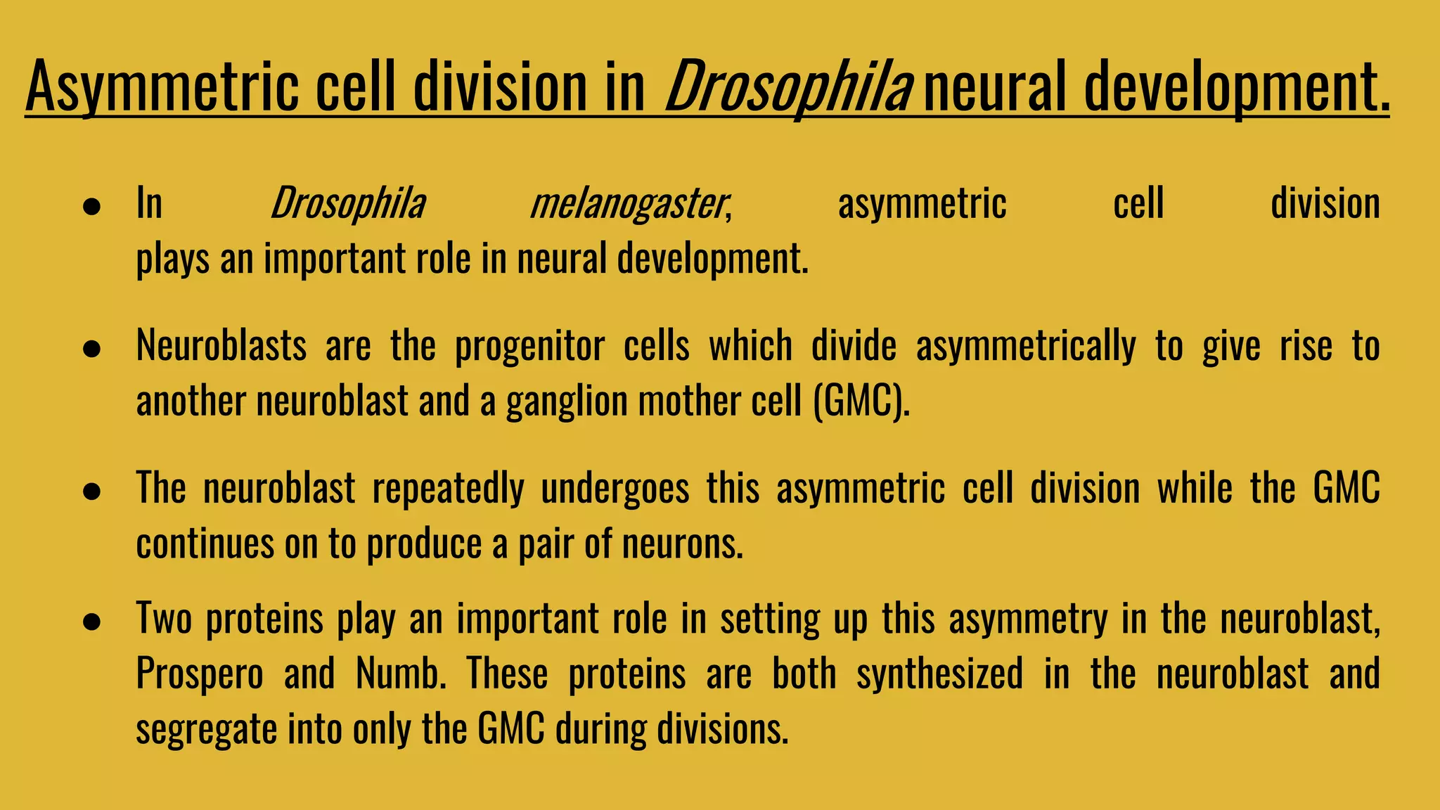 Asymmetric cell division. | PPTX
