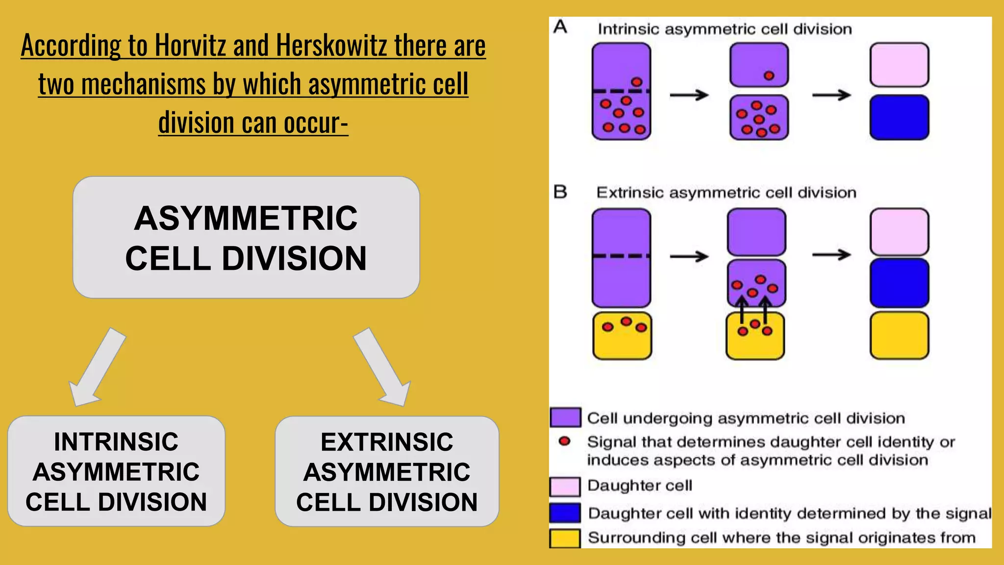Asymmetric cell division. | PPTX