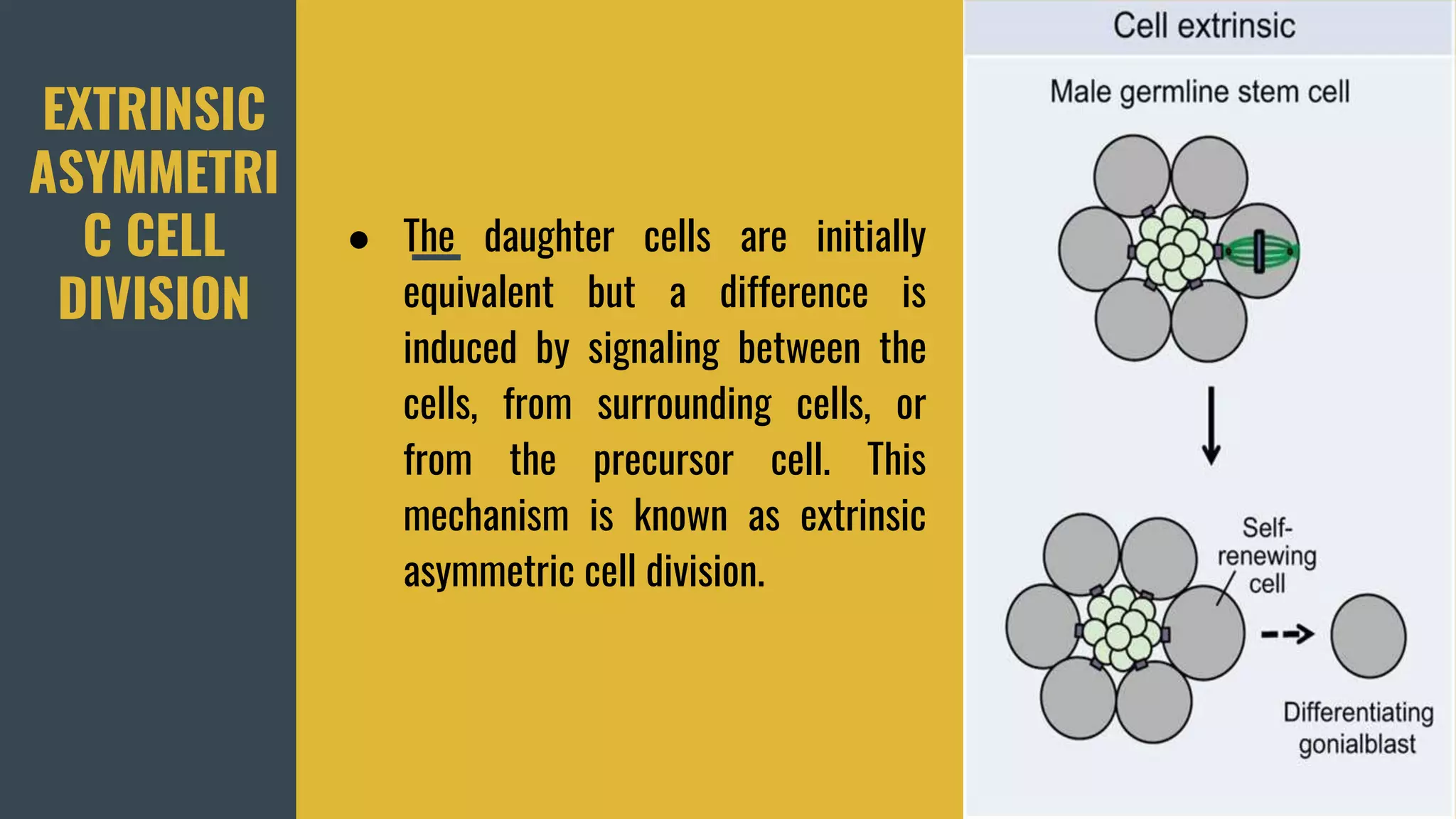 Asymmetric cell division. | PPTX