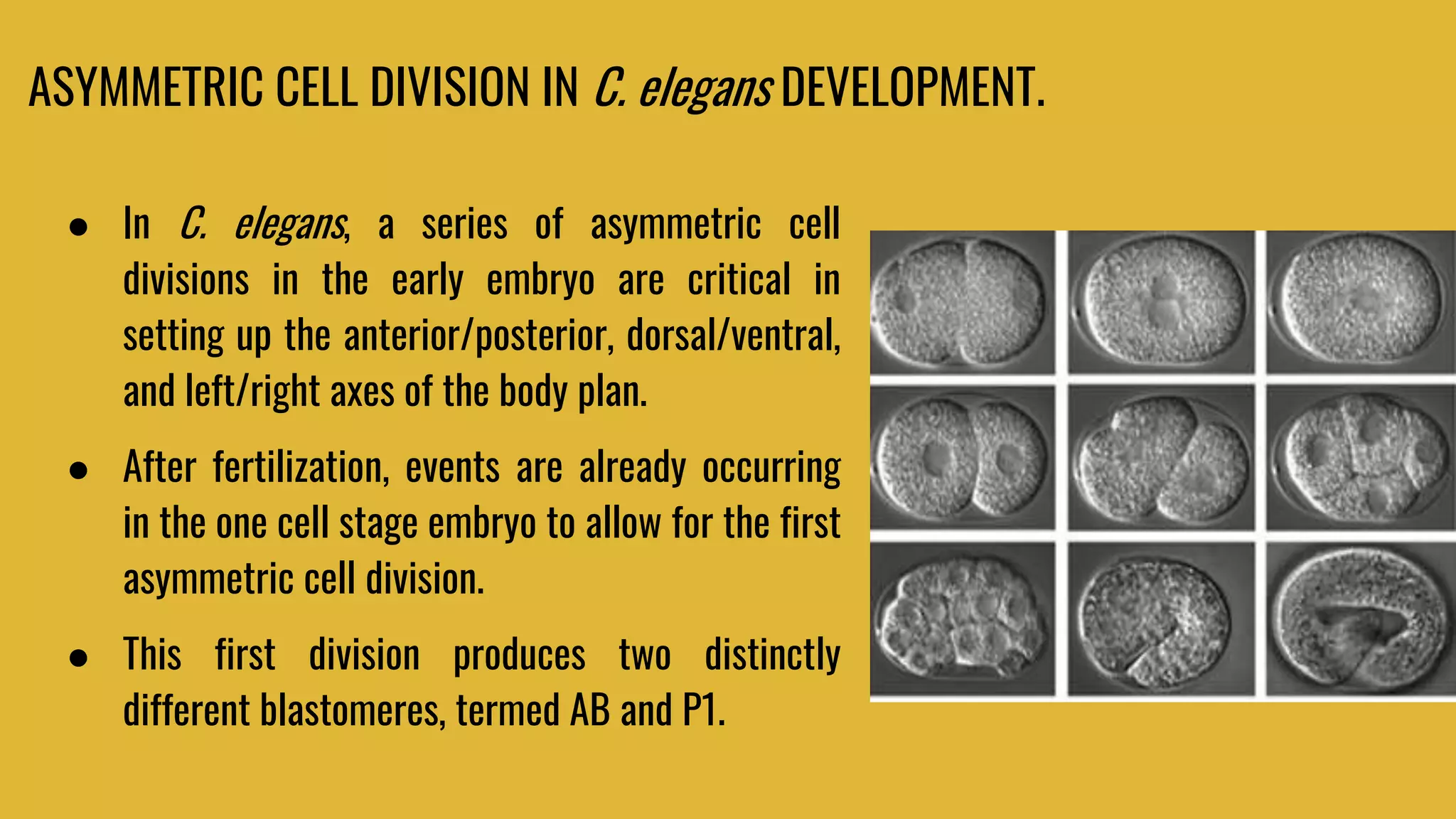 Asymmetric cell division. | PPTX