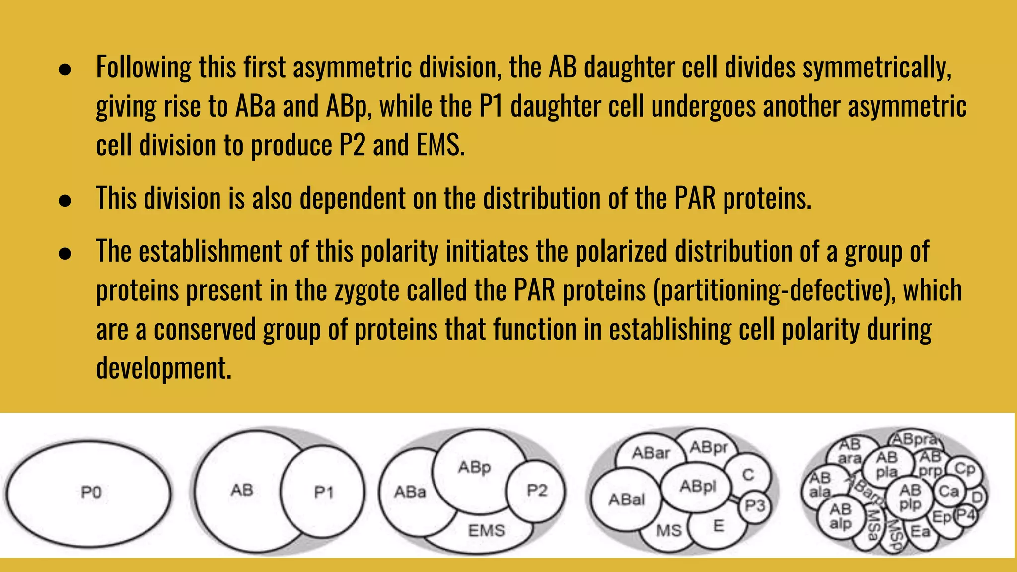 Asymmetric cell division. | PPTX
